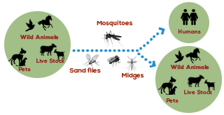 Public Health – dhs